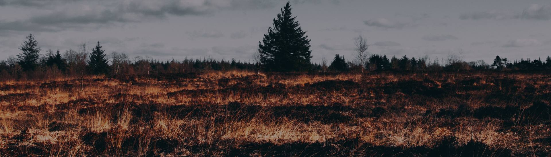 Visibility to Detect and Prevent Wildfires | Ubicquia